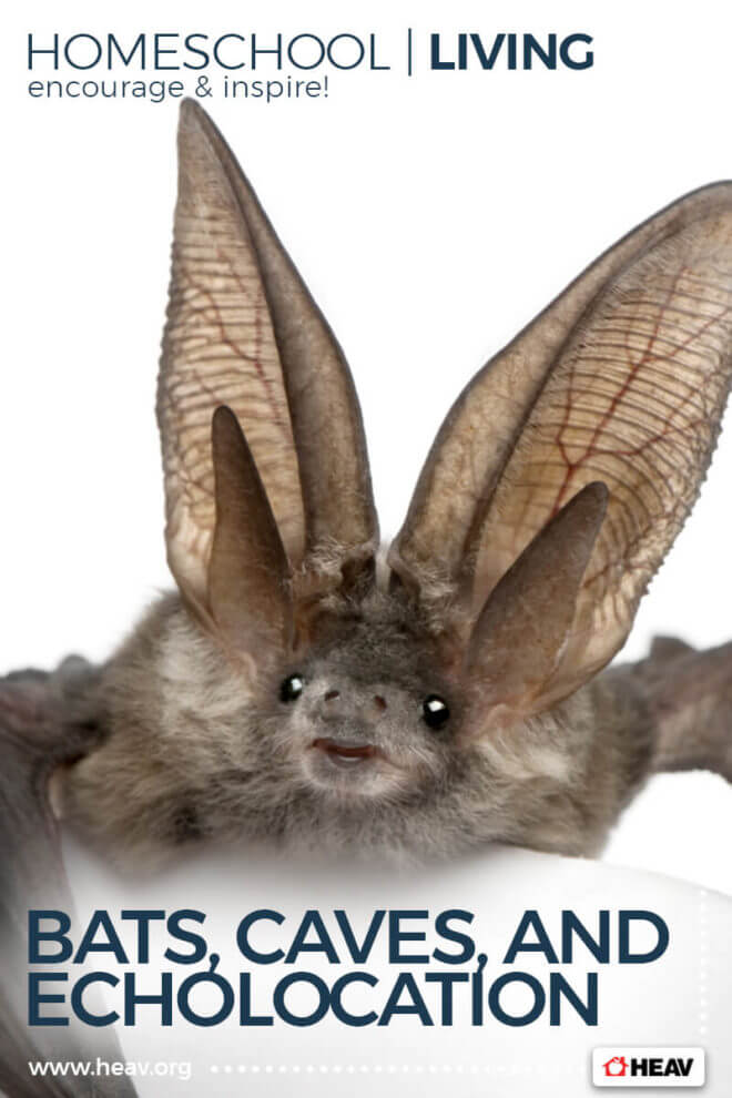 Bats, Caves, And Echolocation | Home Educators Association Of Virginia