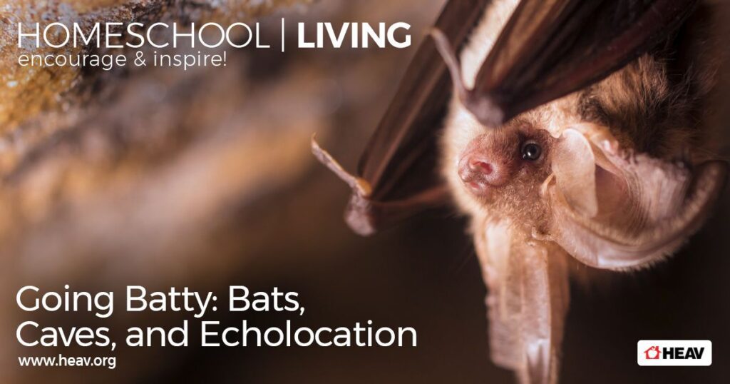 Caves, Bats, And Echolocation: 3 Unique Unit Study Interests